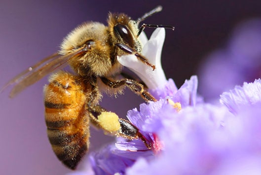 Home | Brockley Bees